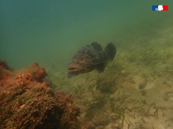 Une observation rare de Mérou géant en Martinique ! - www.faune-antilles.org