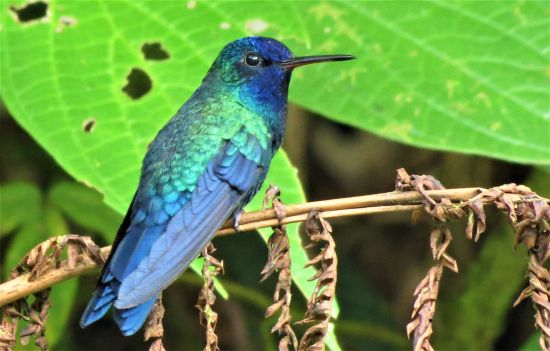 Bienvenue sur Faune-Antilles et Faune Saint-Barthélemy-Saint-Martin - www.faune-antilles.org