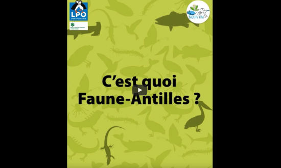 Faune-Antilles se dévoile en vidéo et dépasse les 20 000 données ! - www.faune-antilles.org