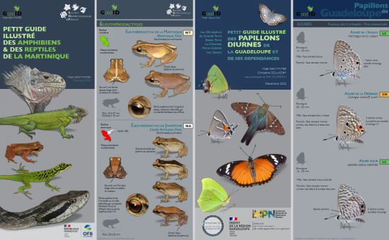 Deux nouveaux guides d'identification pour la faune des Antilles - www.faune-antilles.org