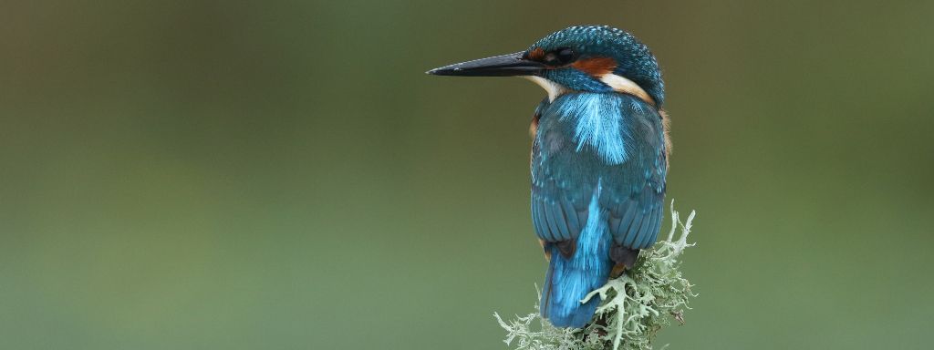 Accueil - www.faune-france.org