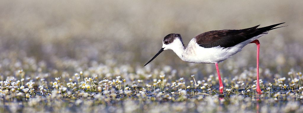 Accueil - www.faune-france.org