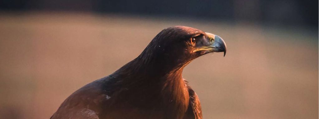 Accueil - www.faune-france.org