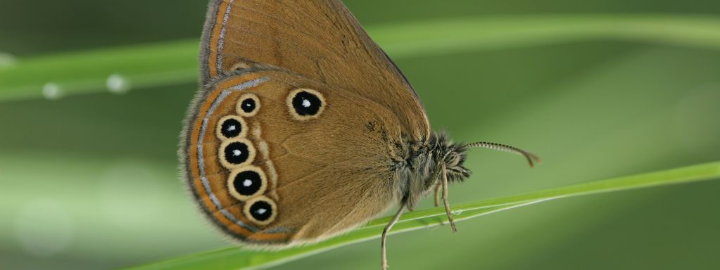 Accueil - www.faune-france.org