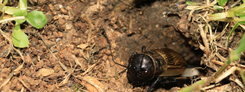 Accueil - www.faune-france.org