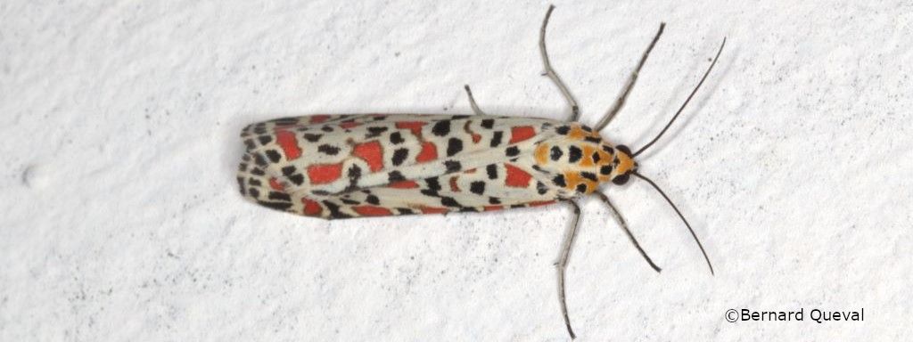 Accueil - www.faune-france.org