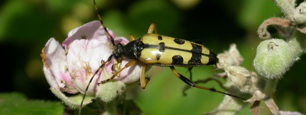 Accueil - www.faune-france.org