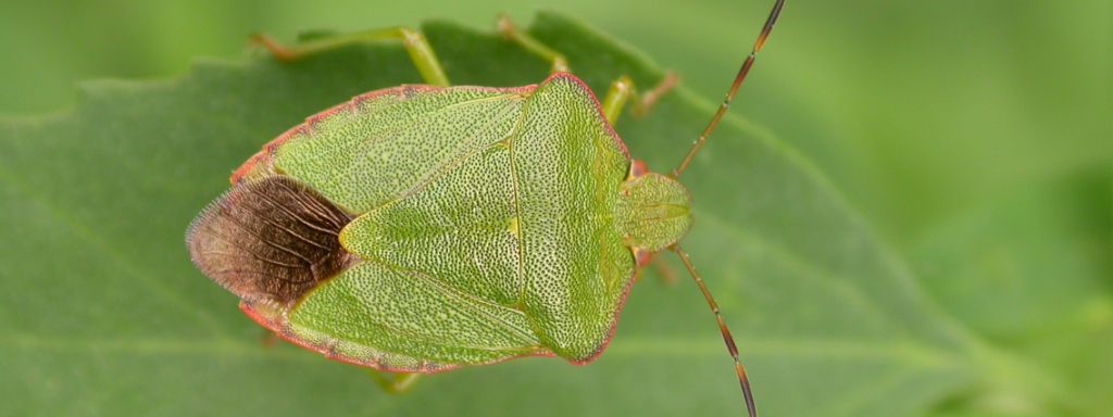 Accueil - www.faune-france.org