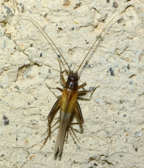 Un nouveau grillon pour la France ! - www.faune-france.org