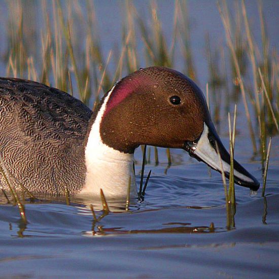Le comptage Wetlands a lieu ce weekend ! - www.faune-france.org