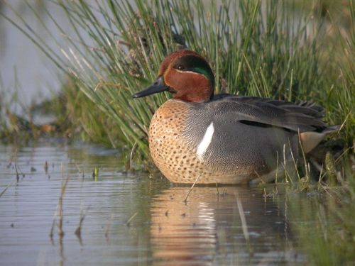 Liste des espèces CHN - www.faune-france.org