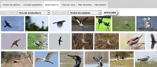 Faune-France : un best of pour la galerie - www.faune-france.org