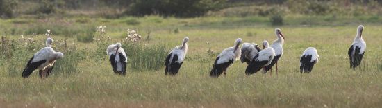 Faune-France : un million de données ! - www.faune-france.org
