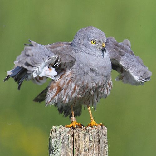 Contribuer à l'Observatoire rapaces ? - www.faune-france.org