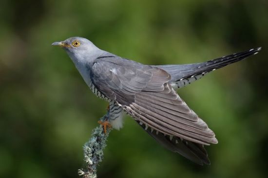 Vu sur Faune-France : retour atlantique du Coucou gris - www.faune ...
