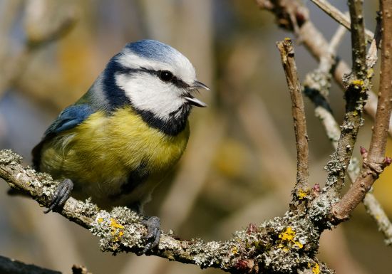 2016 au complet ! - www.faune-france.org