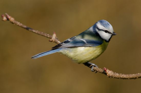 Défi Faune-France : 365 listes - www.faune-france.org