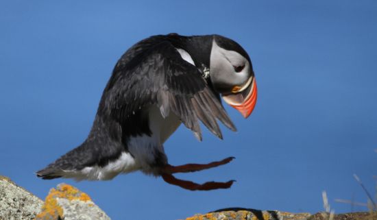 Pour un Faune-France plus rapide - www.faune-france.org