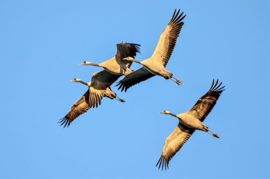 Migration des grues : c'est parti ! - www.faune-france.org