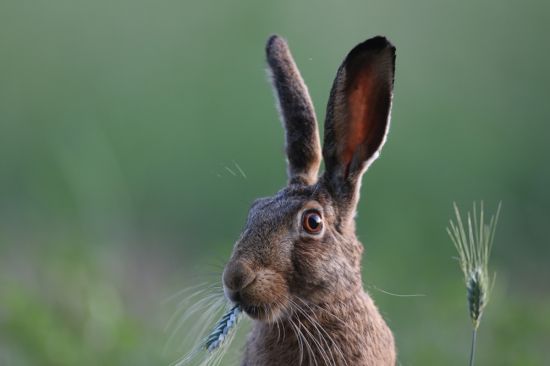 Divers : une galerie d'images et de sons - www.faune-france.org