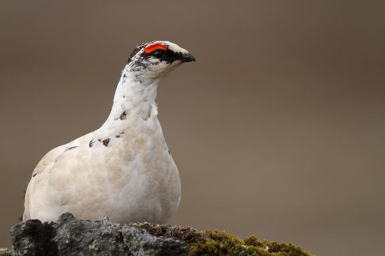 Merveilleuse année 2024 - www.faune-france.org