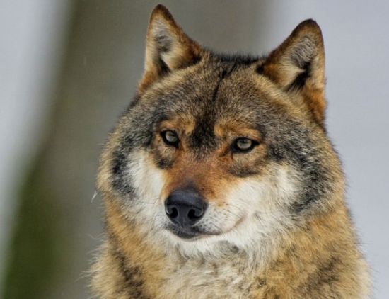 Dites non au plan anti-loup du gouvernement - www.faune-france.org