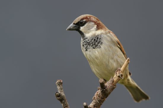 Confinés mais aux aguets : inventaire des oiseaux de chez vous. - www ...