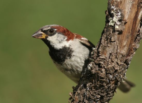 Défi Faune-France : 10 minutes à consacrer à l'observation ? - www ...