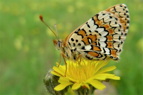 Modernisation de Faune-France - www.faune-france.org