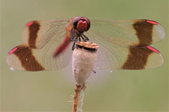 Nouvelles cartes du moment - www.faune-france.org