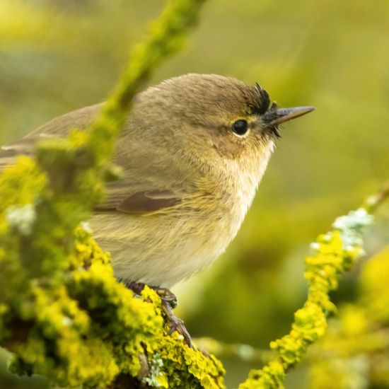 Vu sur Faune-France : un pouillot à l'orange - www.faune-france.org
