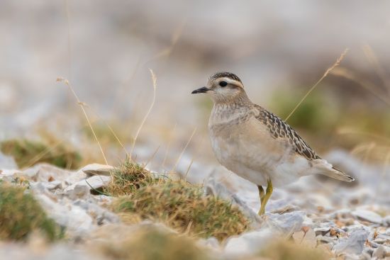 À vos jumelles, les Guignards arrivent ! - www.faune-france.org