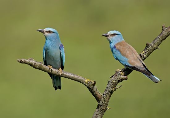 Rollier : dispersion vers le nord - www.faune-france.org