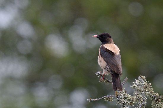 Etourneaux roselins : le début d'un afflux ? - www.faune-france.org