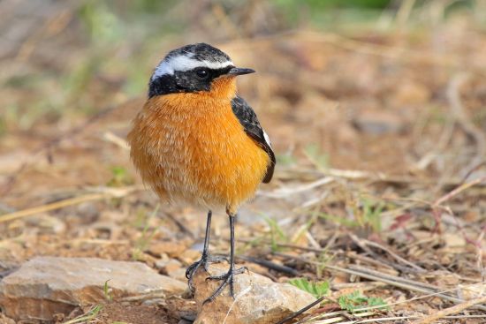 Faune-France en 2024 : bilan d’une année exceptionnelle - www.faune ...