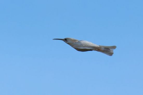 Vu sur Faune-France : huppe épatante - www.faune-france.org