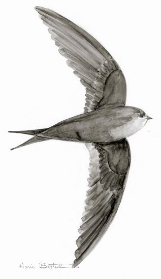 Martinets noirs: le retour ! - www.faune-normandie.org