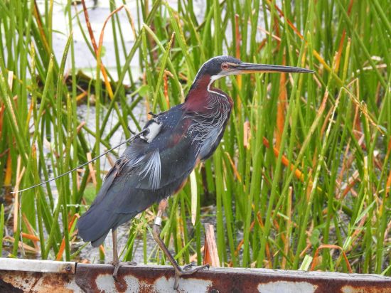 Pose de balises sur les Hérons agami - www.faune-guyane.fr
