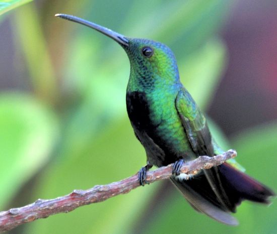 Espèces problématiques - www.faune-guyane.fr
