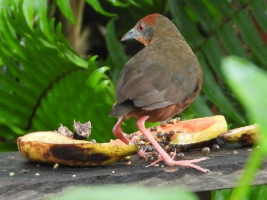 La photo du mois d’octobre - www.faune-guyane.fr