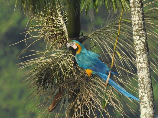 Des aras en ville ! - www.faune-guyane.fr