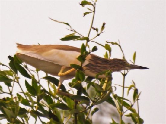 Liste 2020 des oiseaux de Guyane - www.faune-guyane.fr