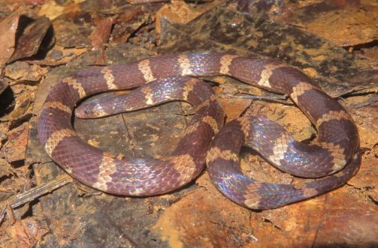 Découverte d'un nouveau serpent en Guyane - www.faune-guyane.fr