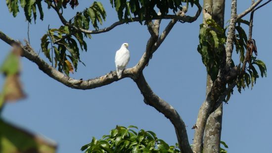 Un rapace au plumage immaculé - www.faune-guyane.fr