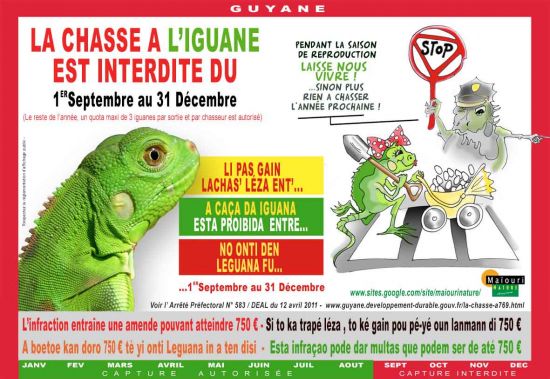La chasse à l'iguane est fermée ! - www.faune-guyane.fr