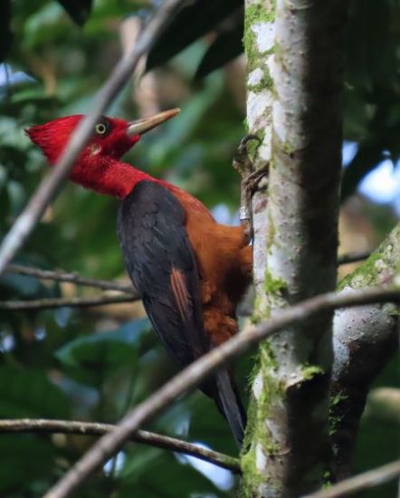 La photo du mois - www.faune-guyane.fr
