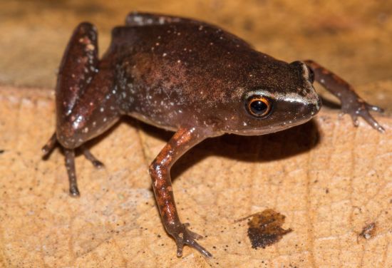 Une nouvelle espèce d’amphibien décrite en Guyane - www.faune-guyane.fr