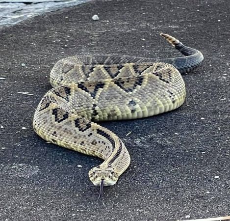 La photo du mois de mai - www.faune-guyane.fr