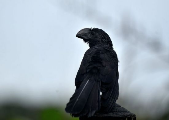 500 000 ! - www.faune-guyane.fr