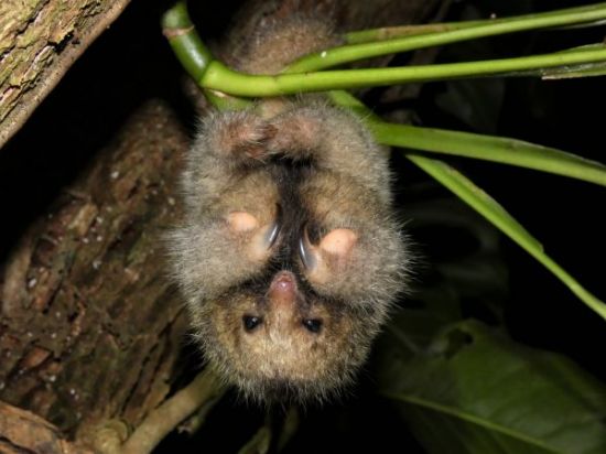La photo du mois - www.faune-guyane.fr